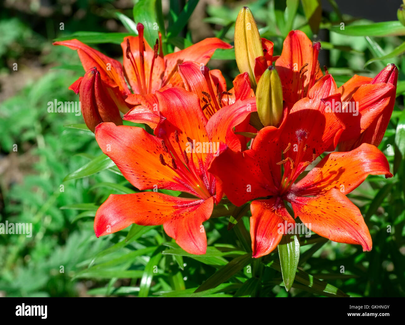 Royal lilies Banque de photographies et d’images à haute résolution - Alamy