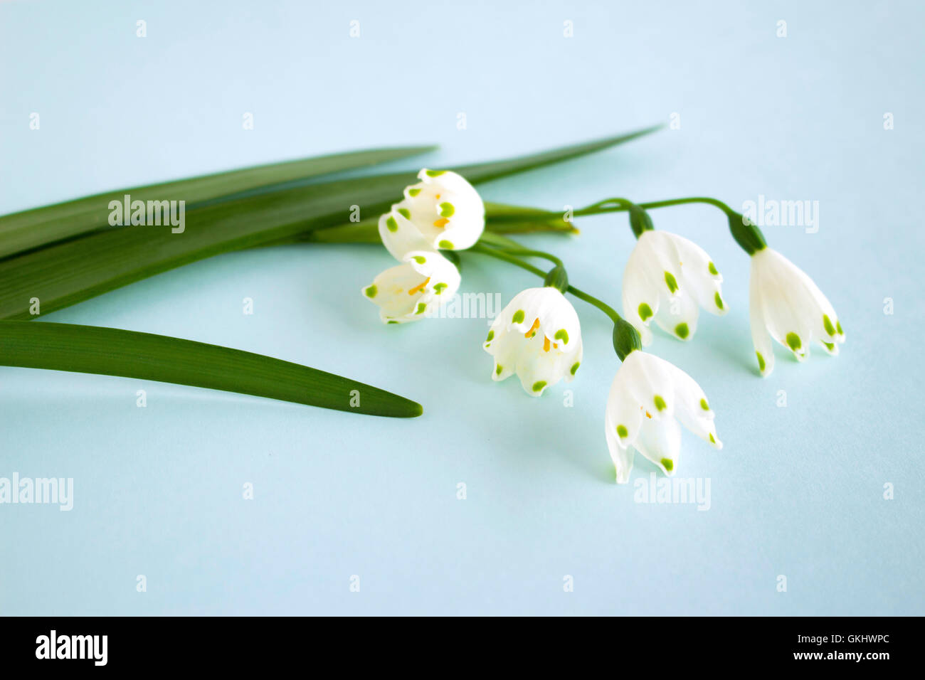 Longue feuille verte avec fleur Banque de photographies et d’images à ...
