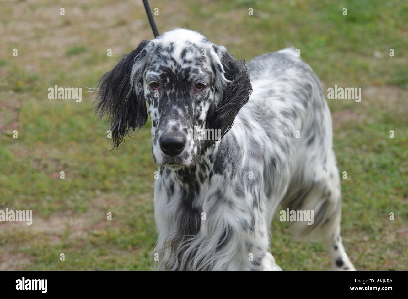 Setter anglais Banque de photographies et d’images à haute résolution ...