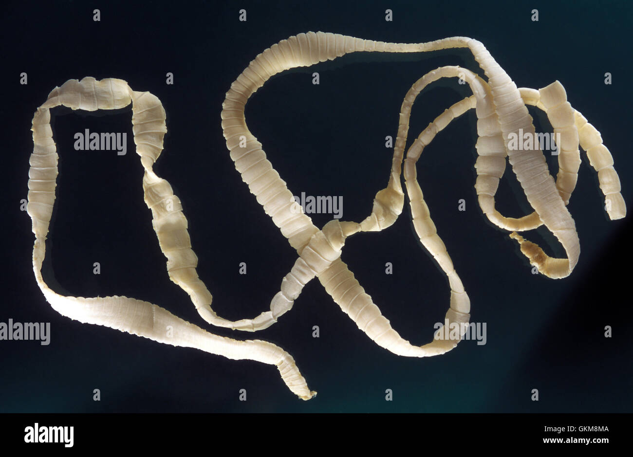Taenia Solium Banque d'image et photos - Alamy
