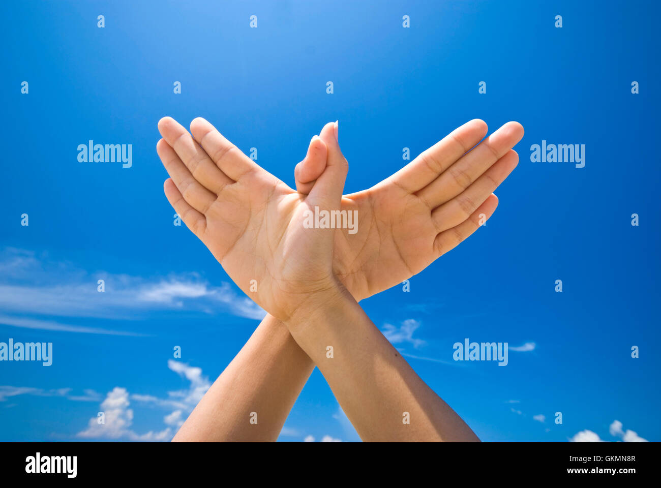 Colombe bleue Banque de photographies et d’images à haute résolution ...