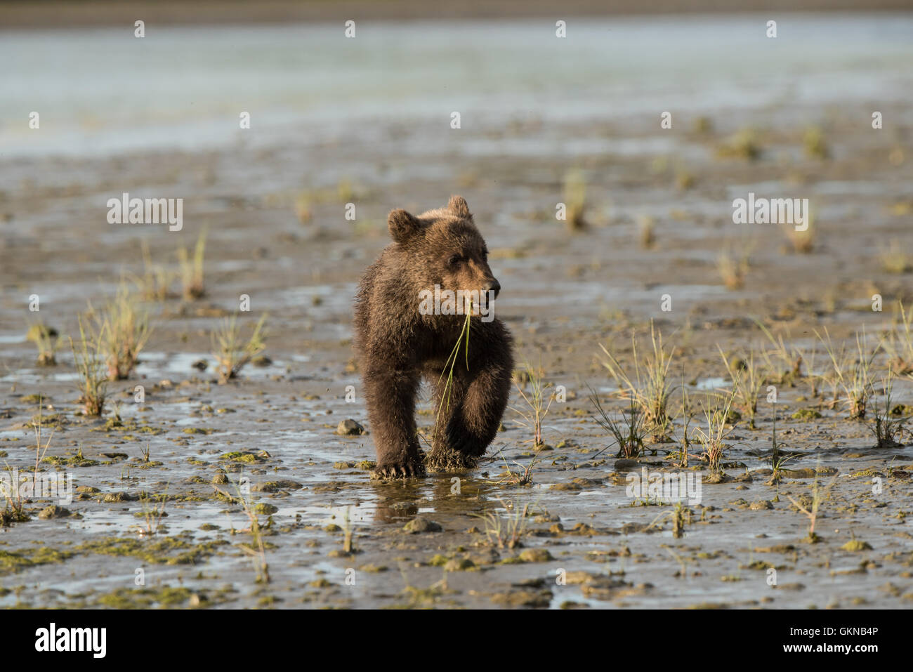 Beach bear Banque de photographies et d’images à haute résolution - Alamy