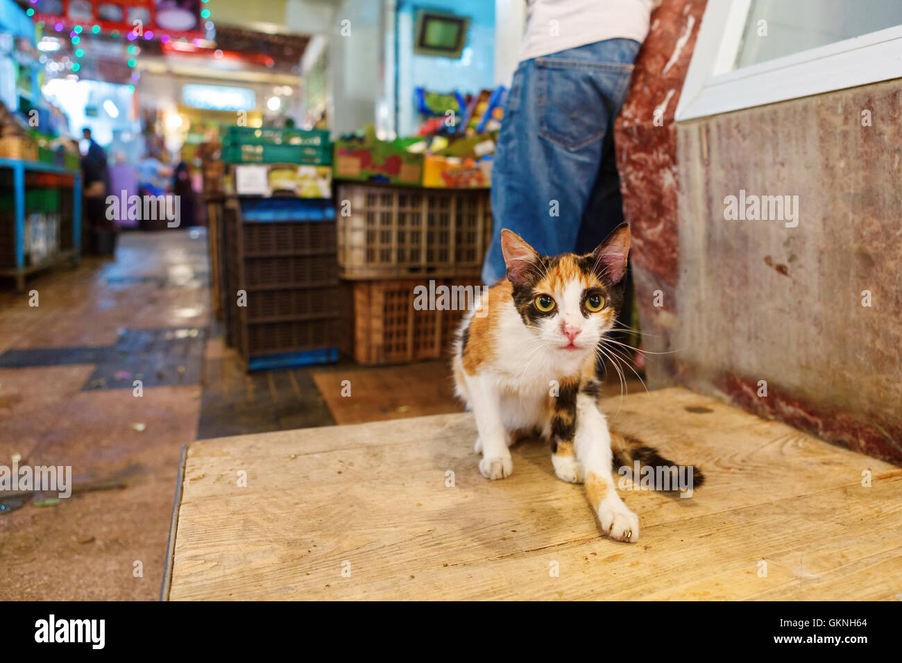 Chat maroc Banque de photographies et d’images à haute résolution - Alamy