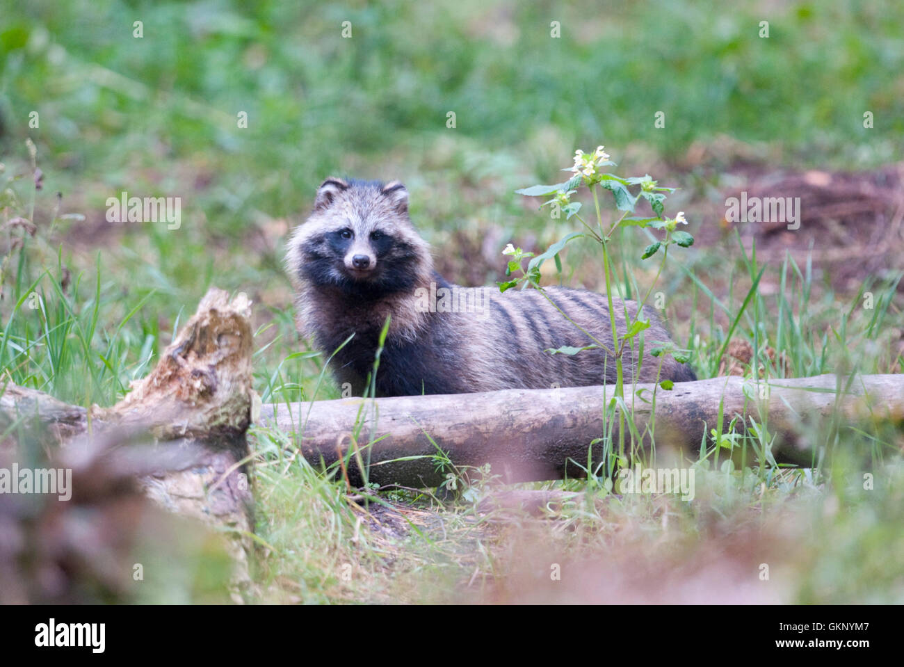 Le chien viverrin (Nyctereutes procyonoides) dans une forêt estonienne ...