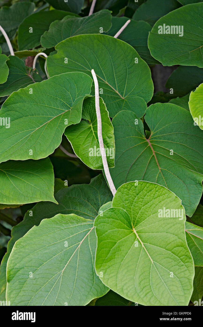Hoja santa Banque de photographies et d’images à haute résolution - Alamy