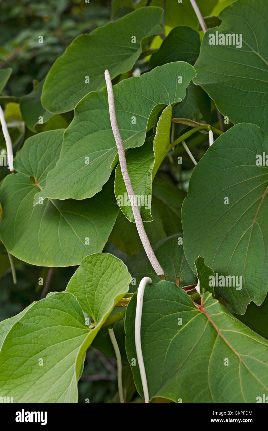 Hoja santa Banque de photographies et d’images à haute résolution - Alamy