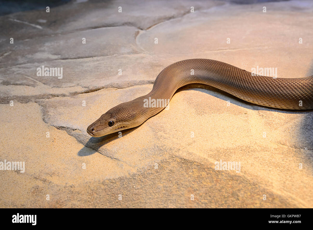 Olive python Banque de photographies et d’images à haute résolution - Alamy