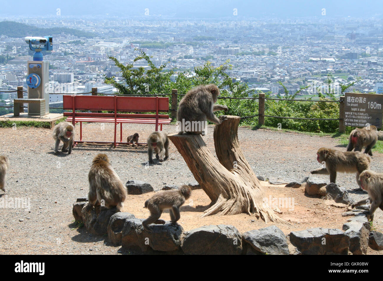 Parc des singes arashiyama Banque de photographies et d’images à haute ...