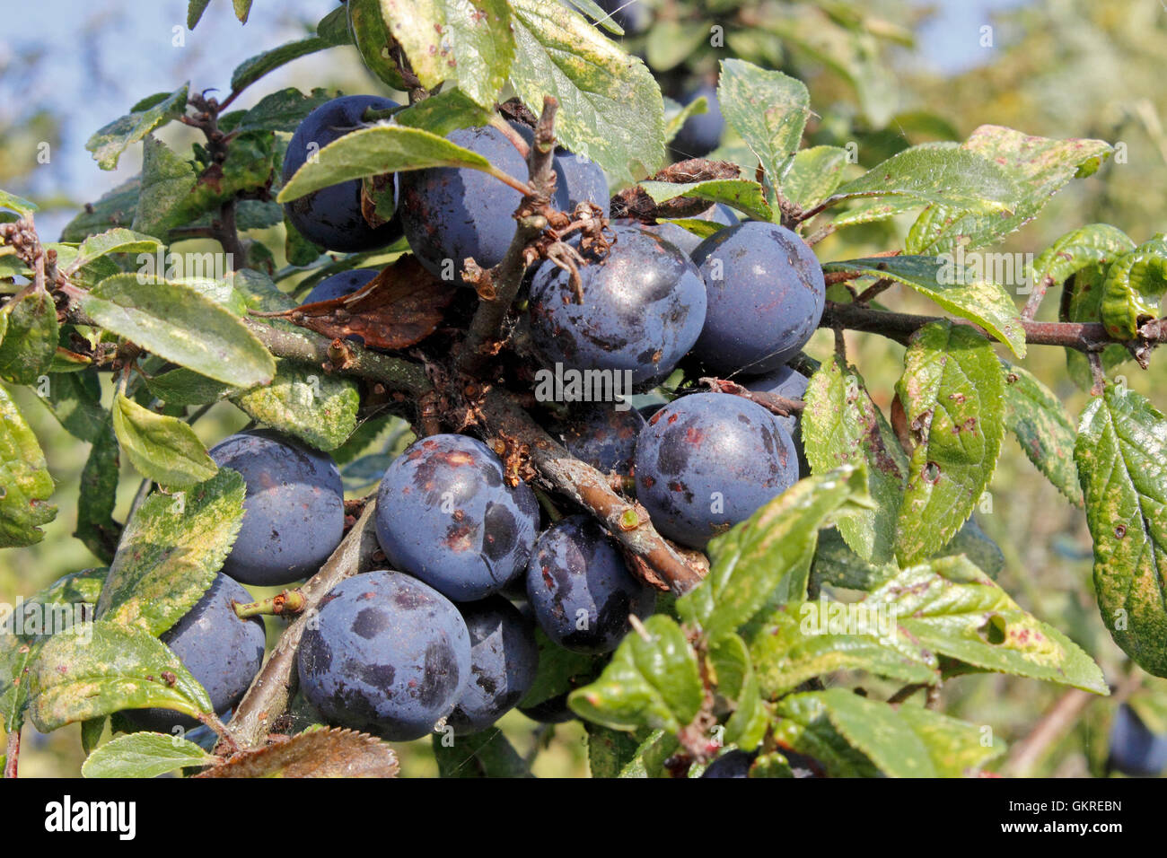 Prunus spinosa blackthorn Banque de photographies et d’images à haute ...
