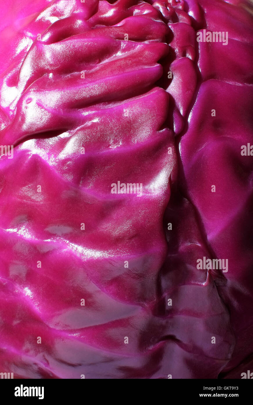 Feuille de chou rouge Banque de photographies et d’images à haute ...