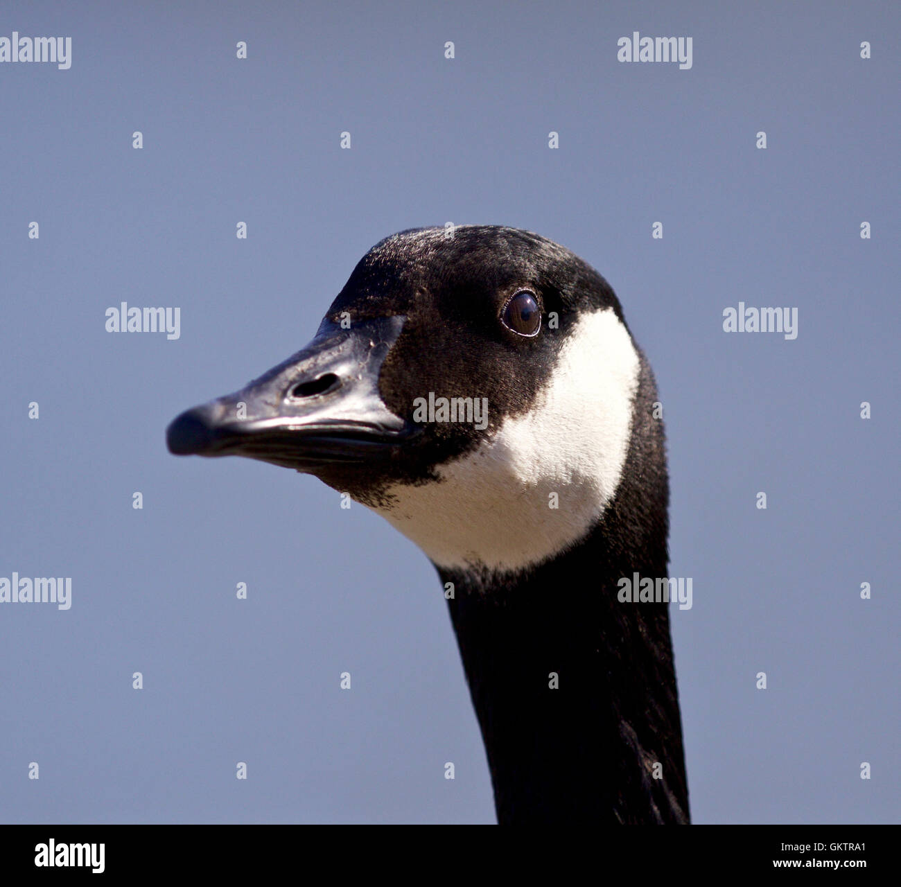 Funny goose Banque de photographies et d’images à haute résolution - Alamy