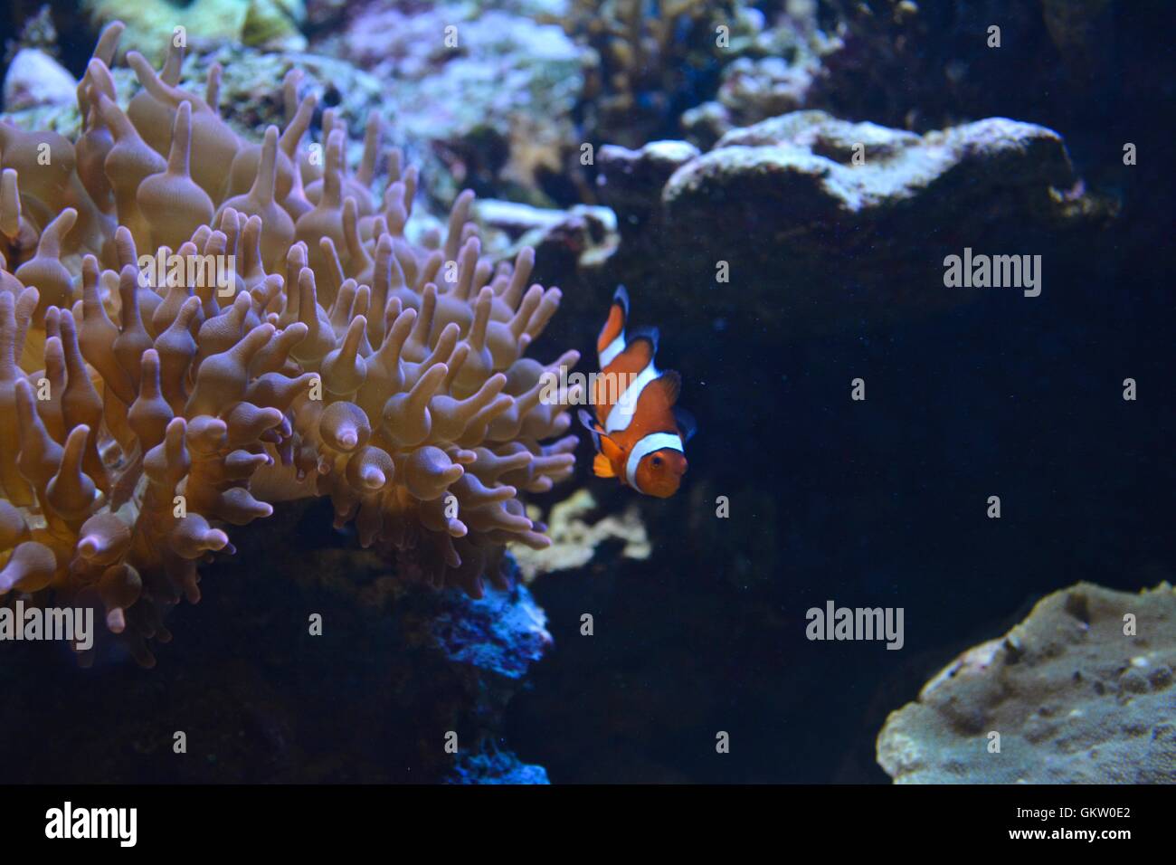Finding nemo film dory Banque de photographies et d’images à haute ...
