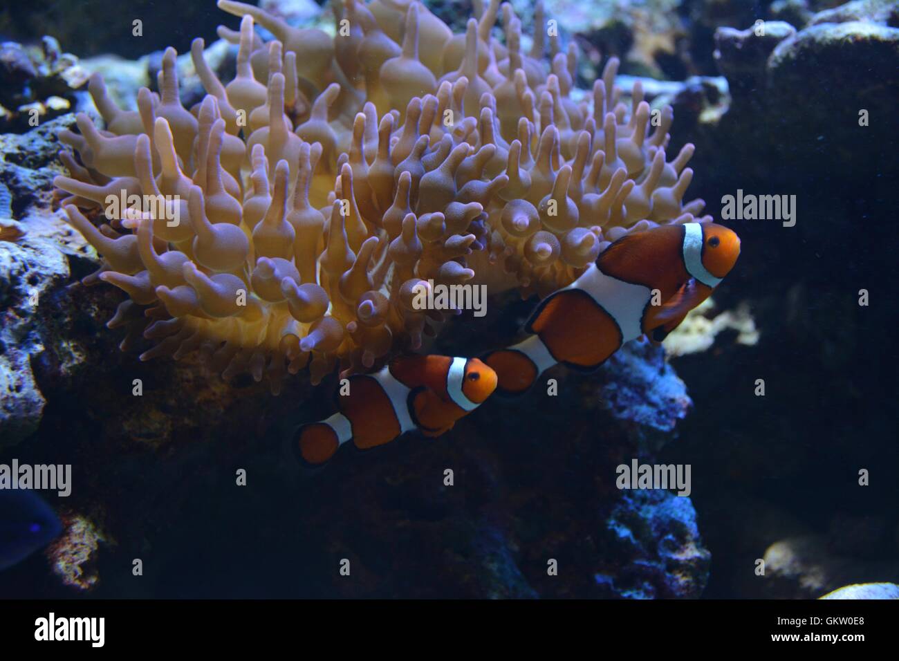 Des poissons dans un aquarium de récif de corail, comme celle de la ...