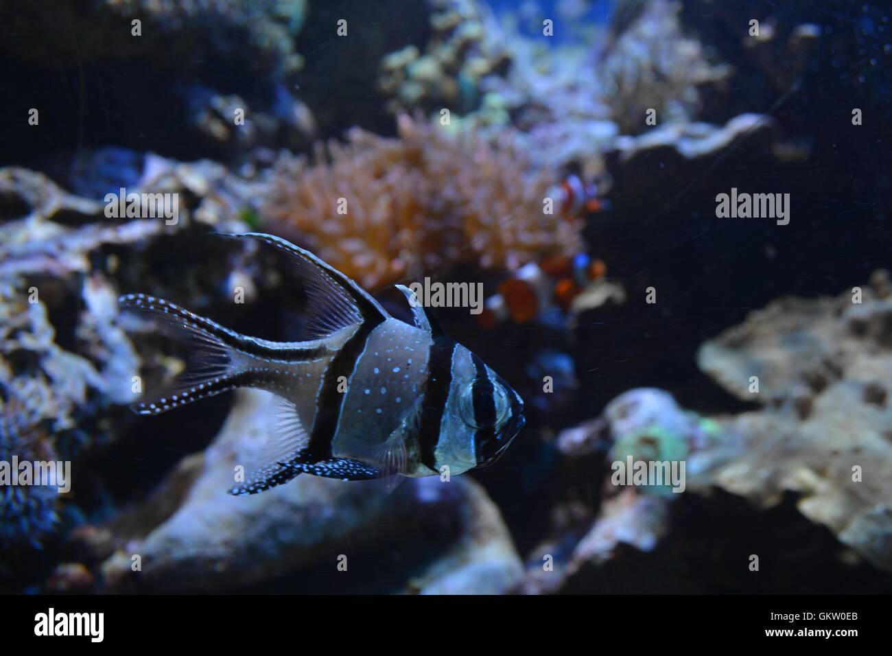 Finding nemo film dory Banque de photographies et d’images à haute ...