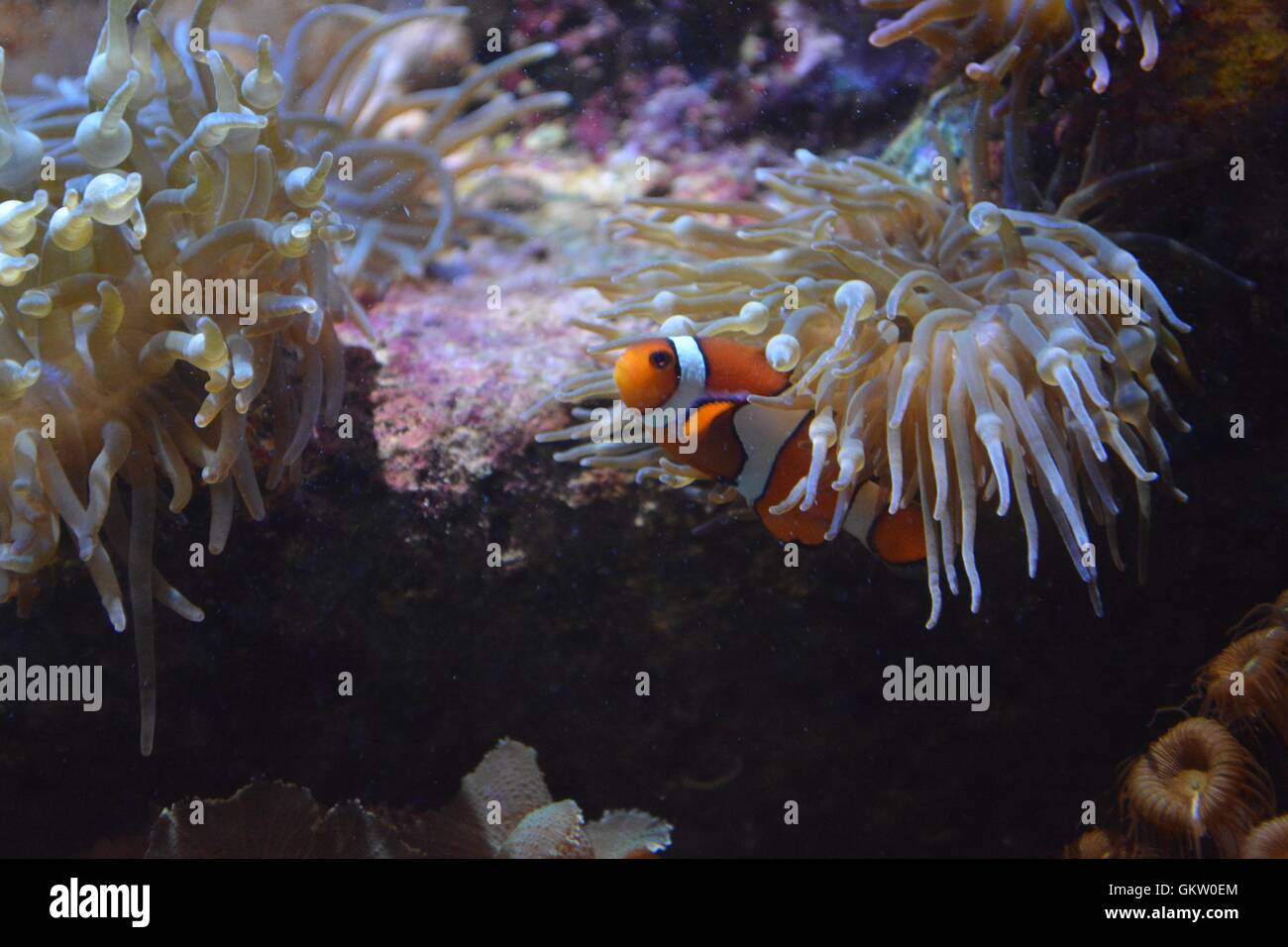 Des poissons dans un aquarium de récif de corail, comme celle de la ...