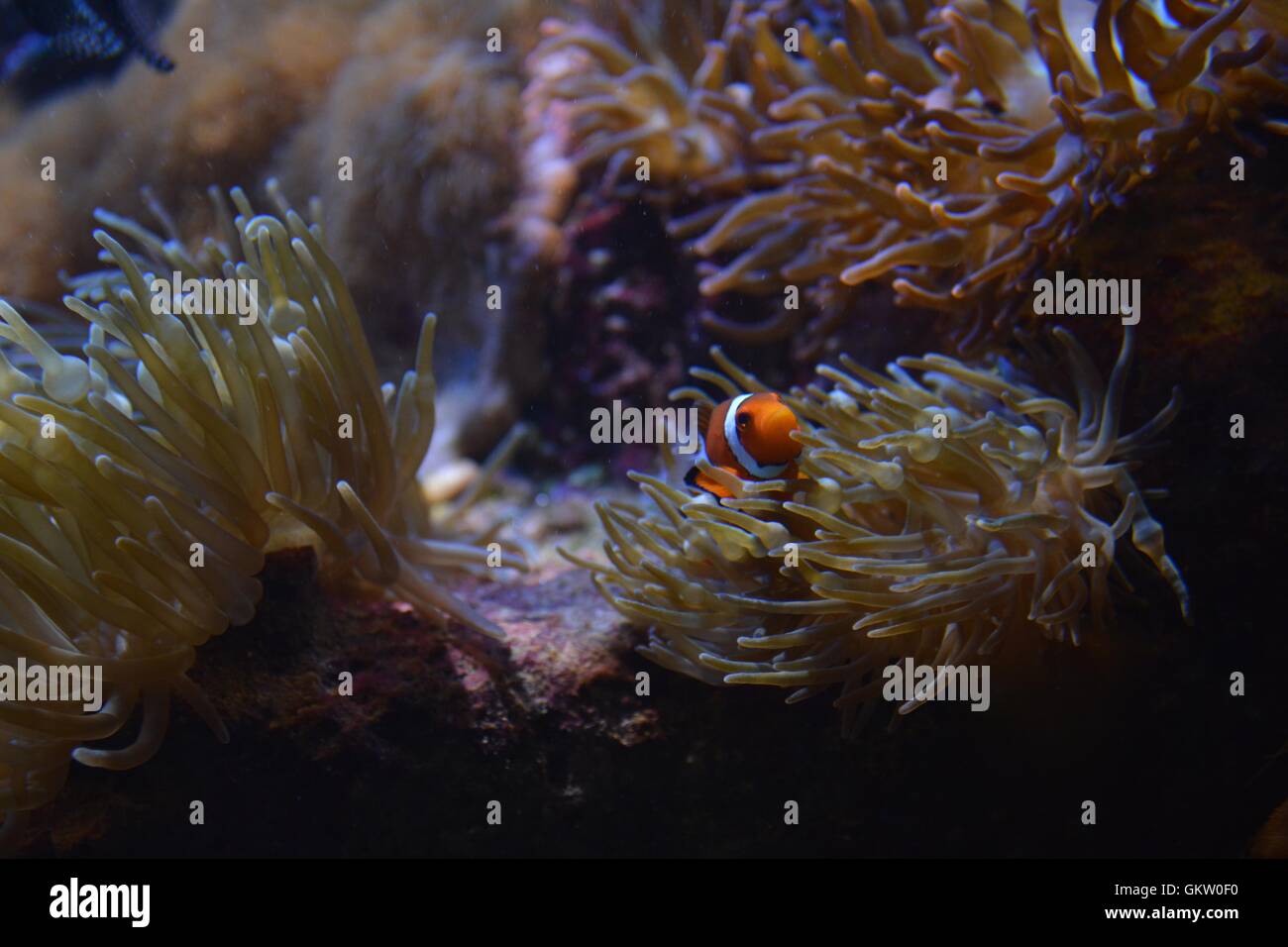 Finding nemo film dory Banque de photographies et d’images à haute ...
