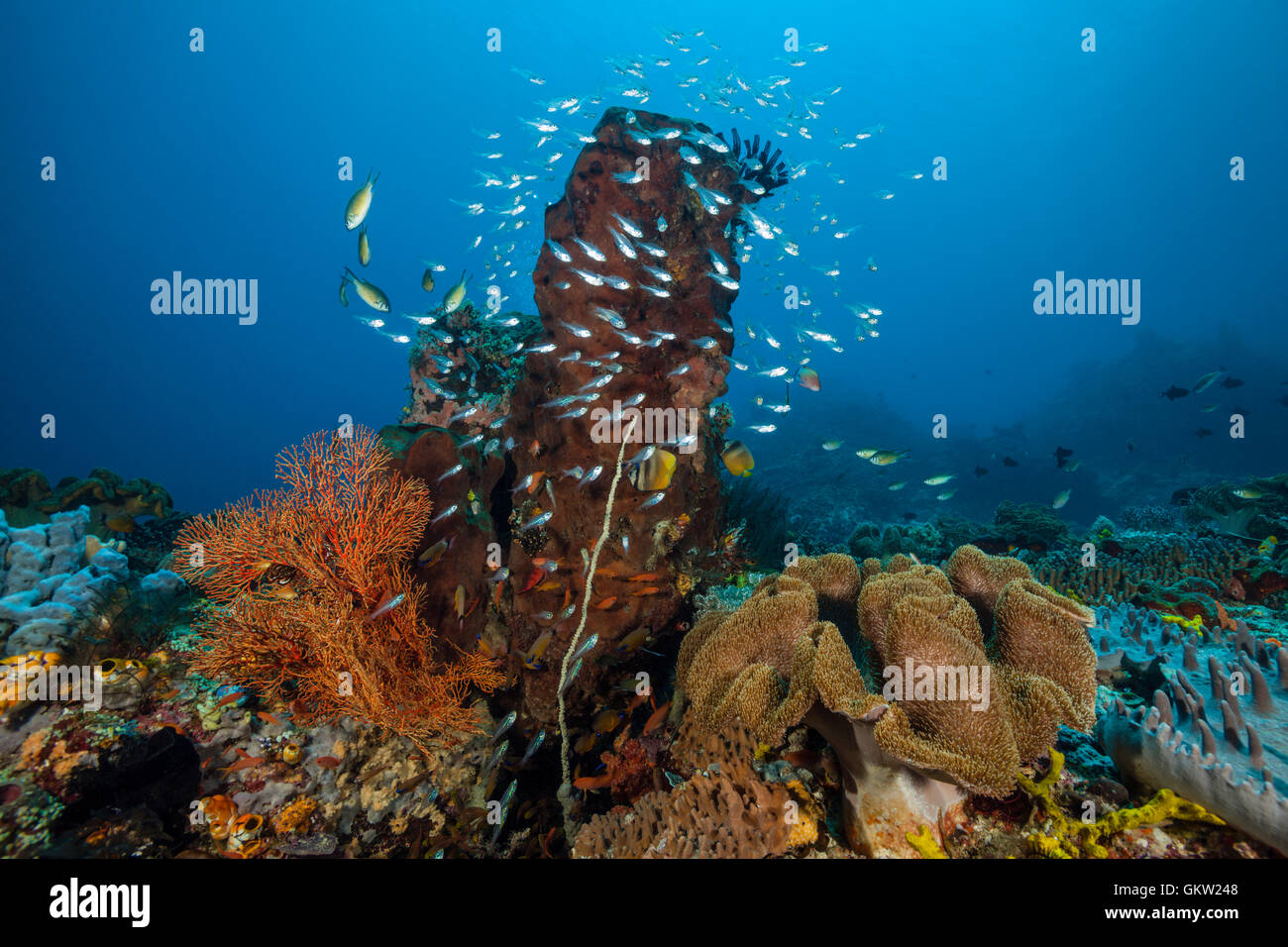 Cardinalfish apogon sp Banque de photographies et d’images à haute ...