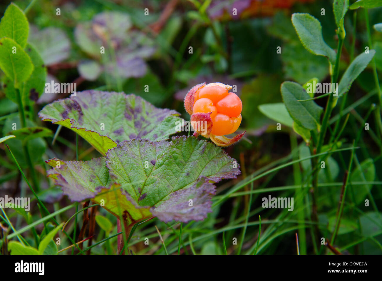Salmonberry de brousse Banque de photographies et d’images à haute ...