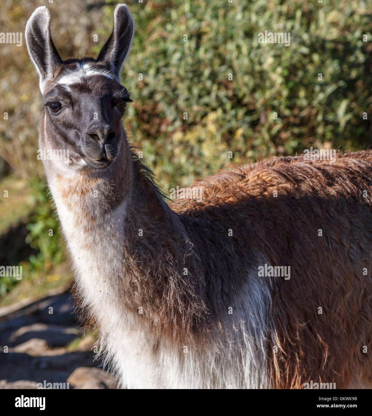 Lama inca trail Banque de photographies et d’images à haute résolution ...