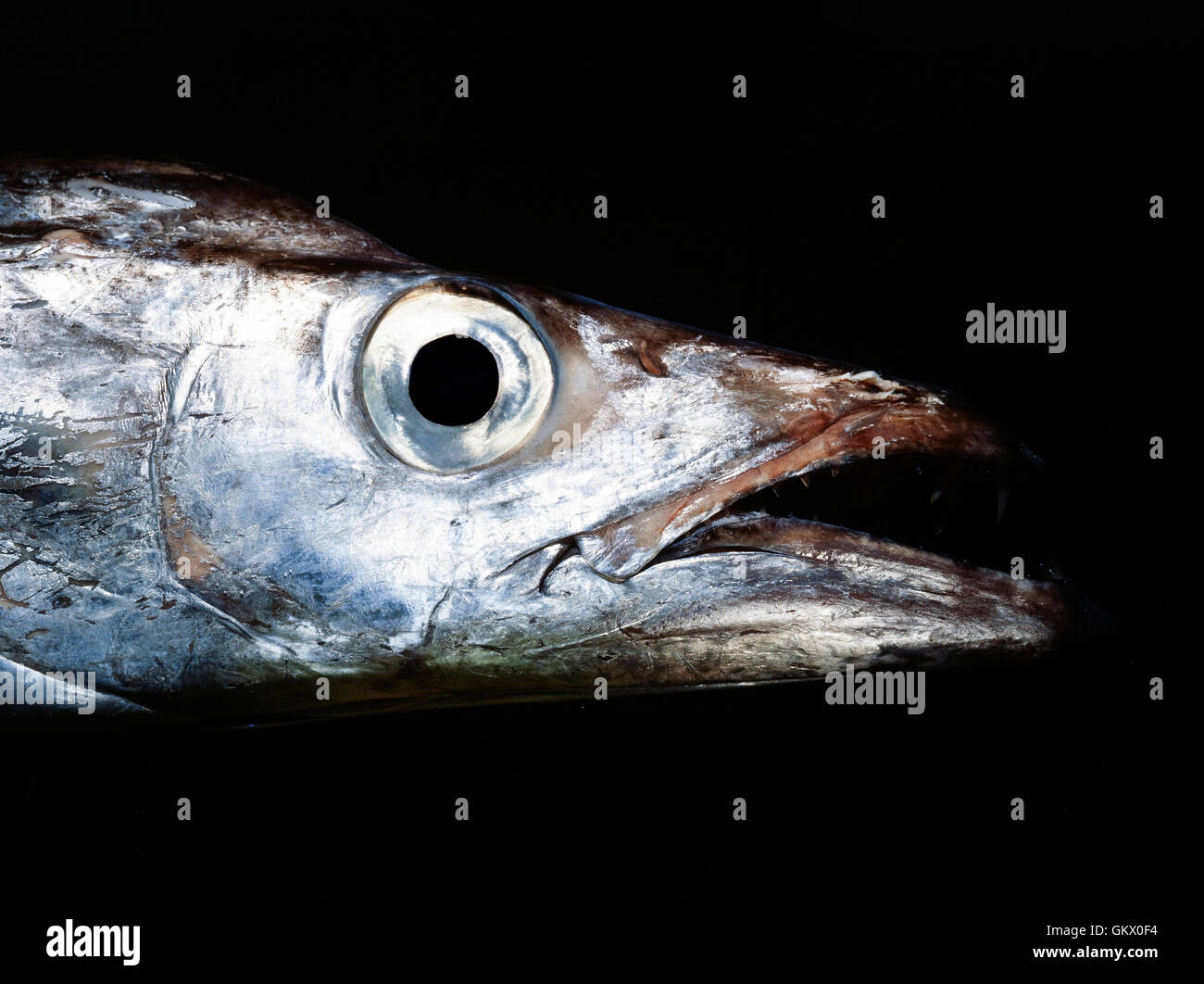 Poisson D'argent De Mer Banque d'image et photos - Alamy