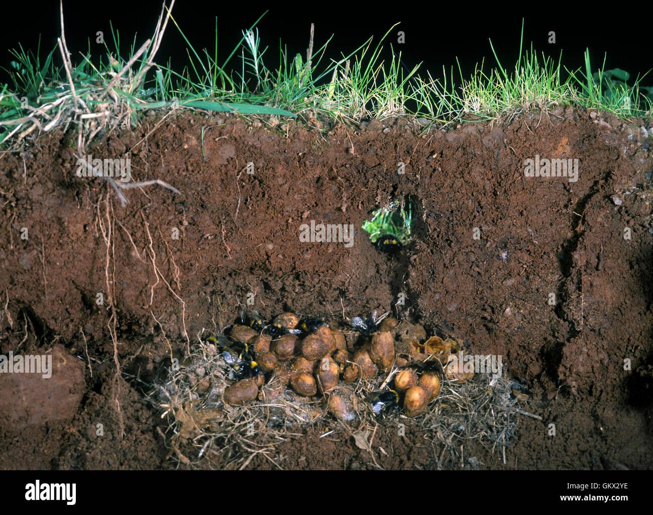 Nid De Bourdons Banque d'image et photos - Alamy
