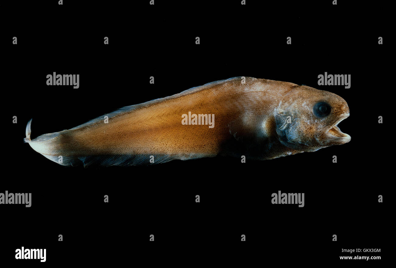 Abyssal Fishes Banque d'image et photos - Alamy
