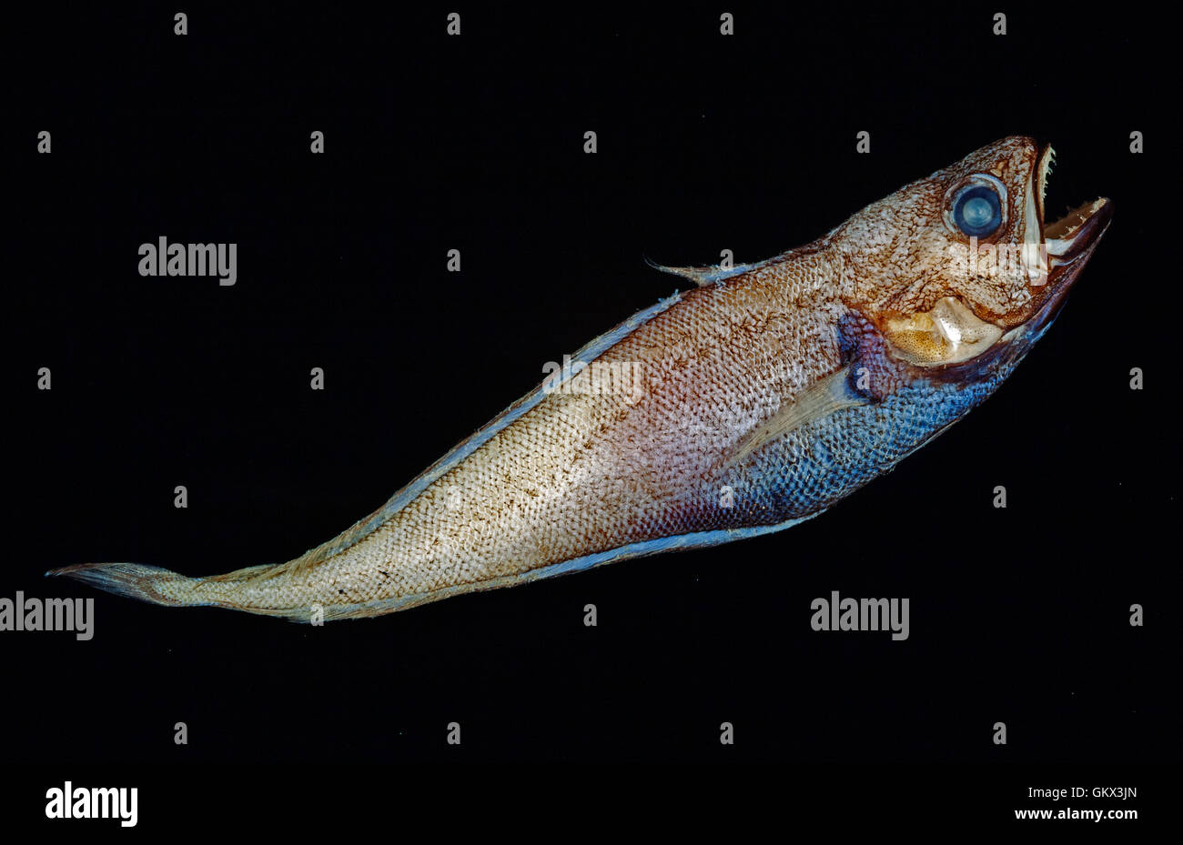 Poisson À Nageoires Rayonnées Banque d'image et photos - Alamy