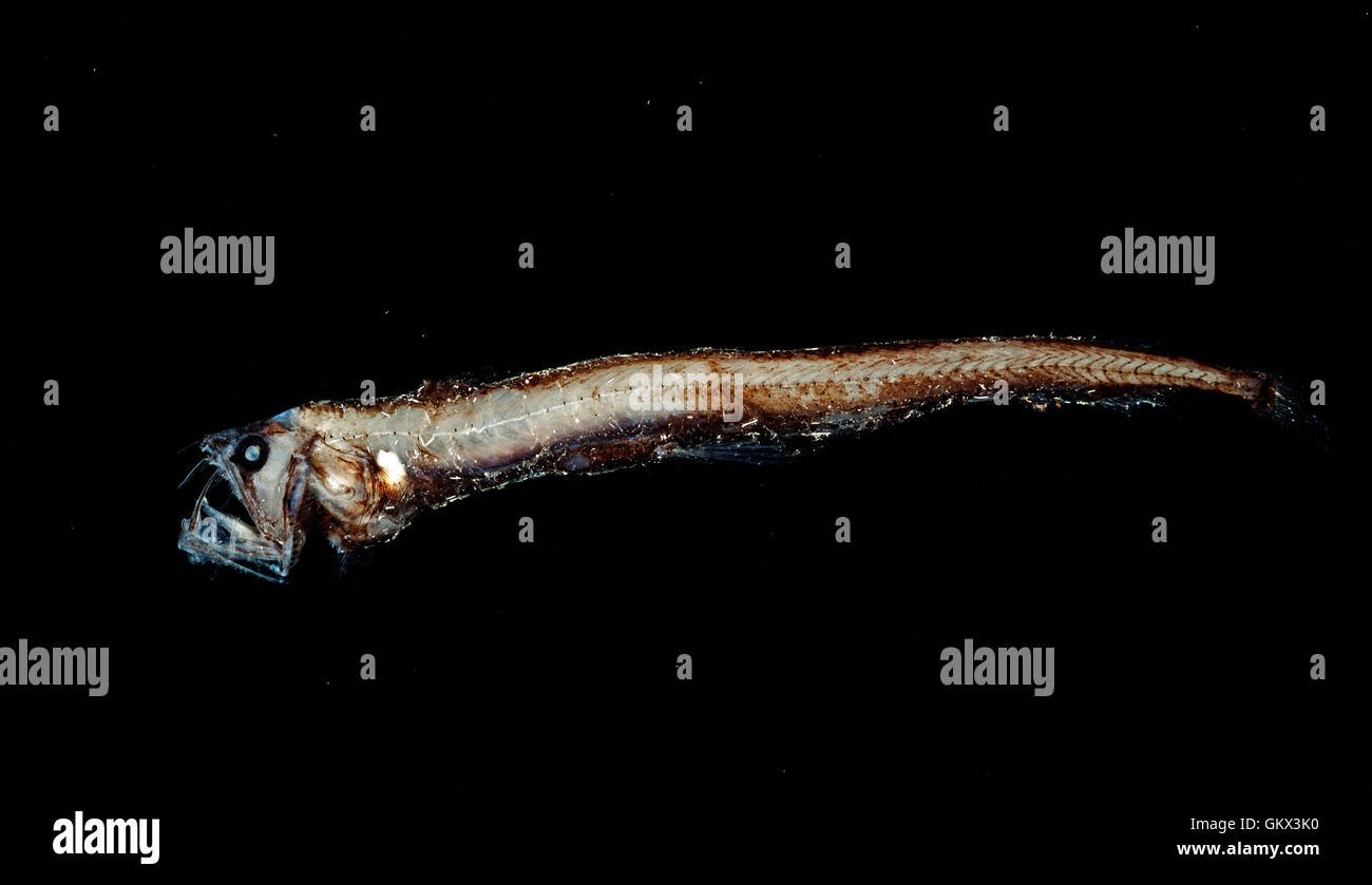 Poisson Abyssal Banque d'image et photos - Alamy