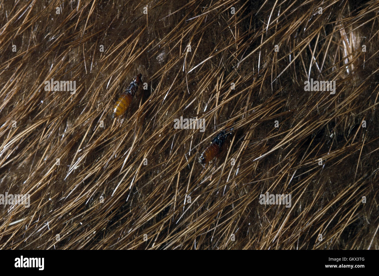Chat Puce Banque d'image et photos - Alamy
