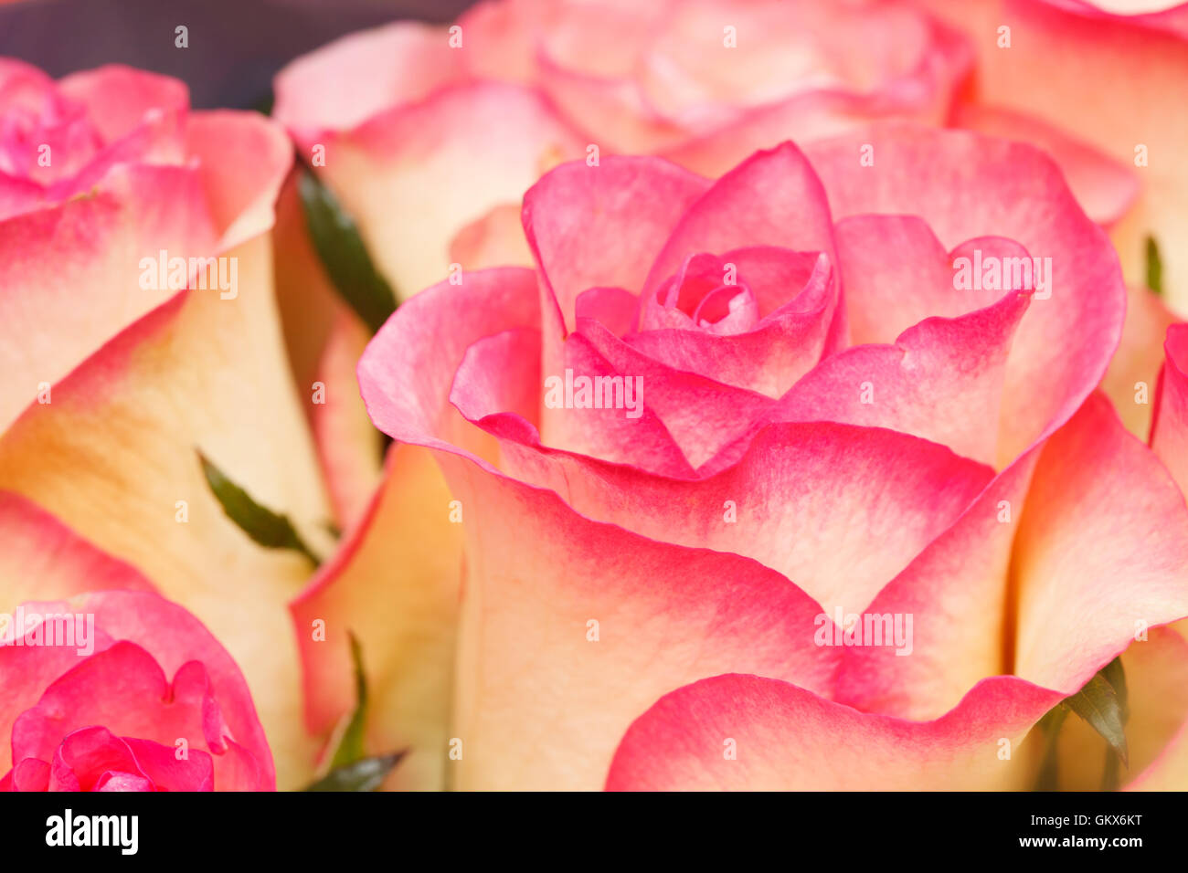 Nice roses Banque de photographies et d’images à haute résolution - Alamy