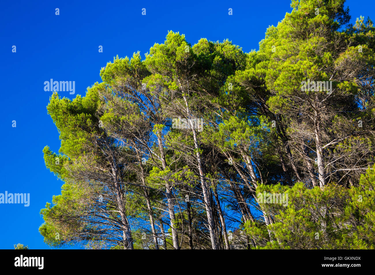 Arbuste arbuste pin arbres Banque de photographies et d’images à haute ...