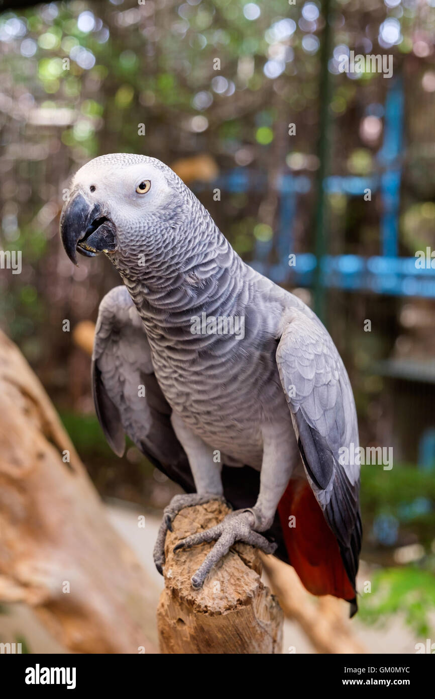 Perroquet gris d'Afrique ou perroquet gris Congo assis sur la branche d ...