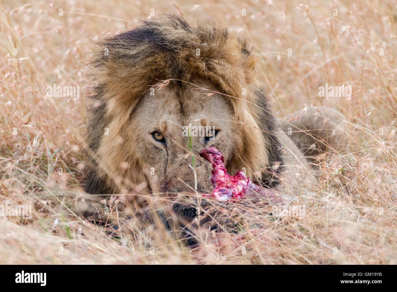 Le lion mange quoi Banque de photographies et d’images à haute ...