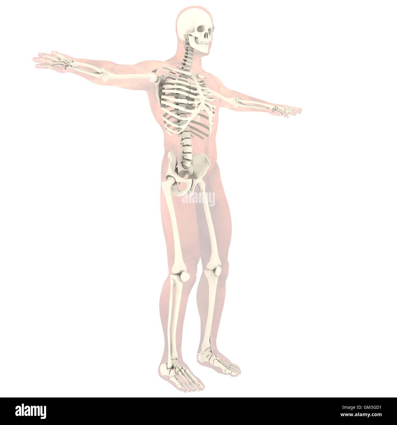 Radiographie de la hanche Banque de photographies et d’images à haute ...