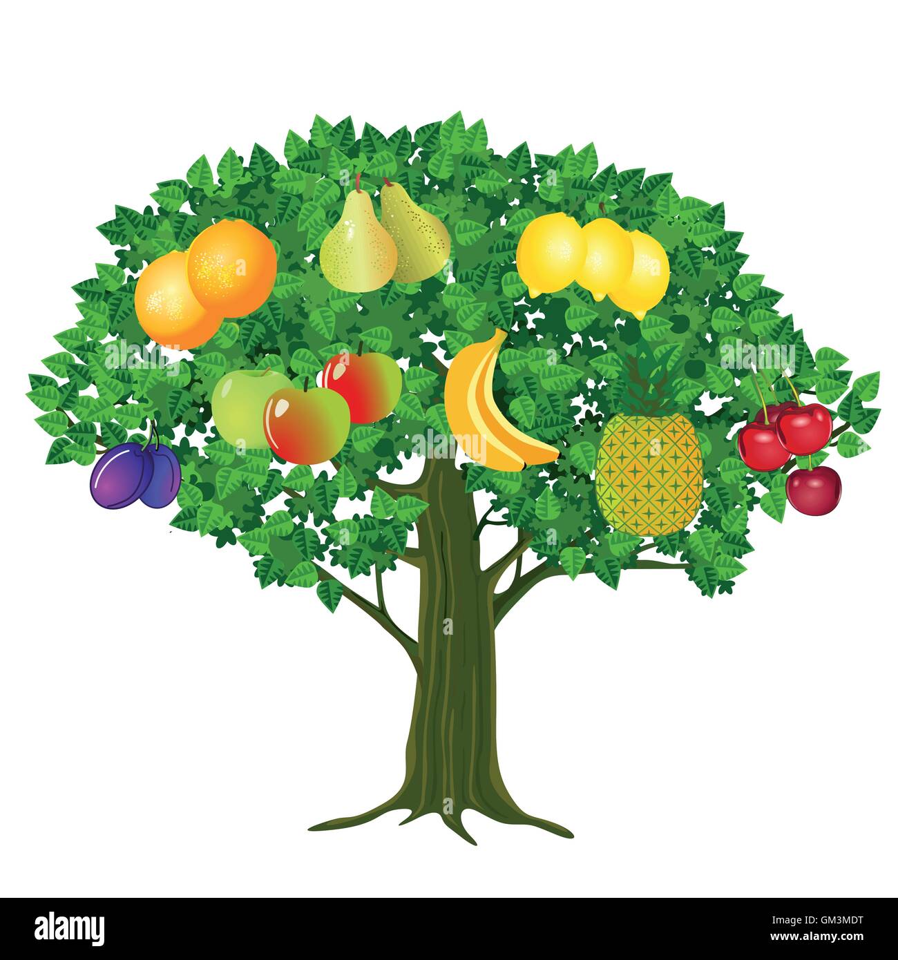 Arbre avec des fruits Banque d'images vectorielles - Alamy