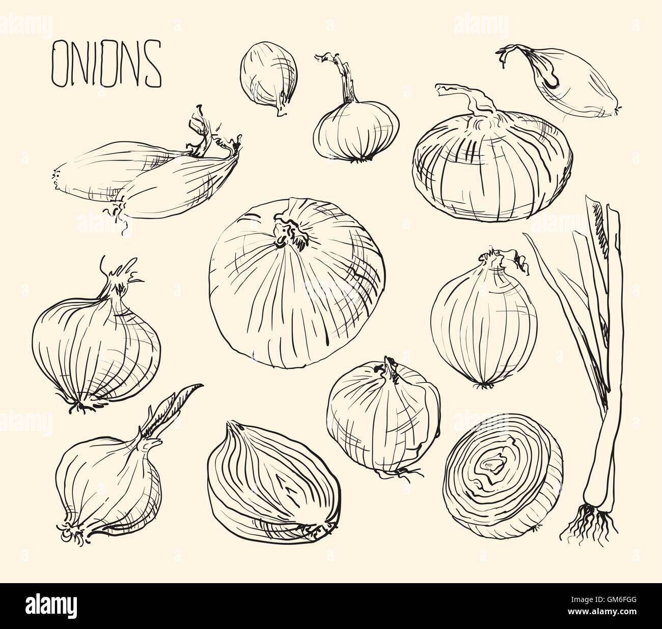 Oignon decouper Banque d'images vectorielles - Alamy