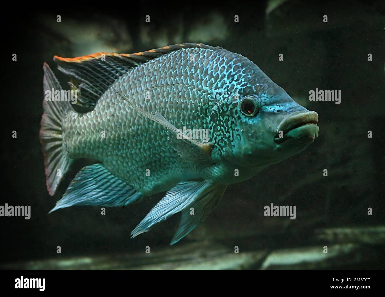 Oreochromis tanganicae Tilapia Tanganyikan, ou un poisson cichlidé ...