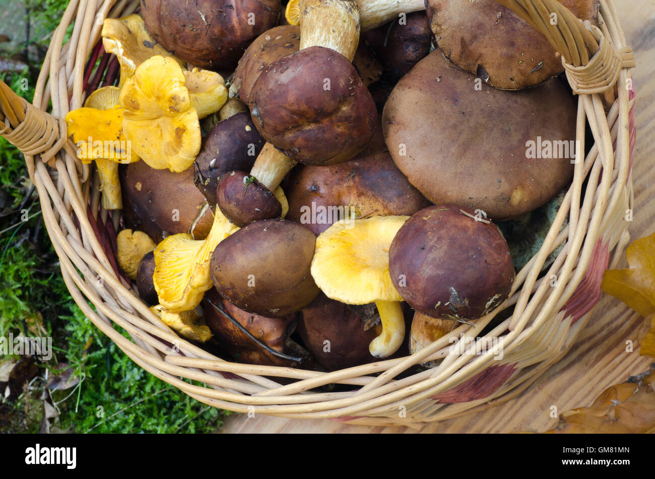 Champignons girolles comestibles Banque de photographies et d’images à haute résolution - Alamy