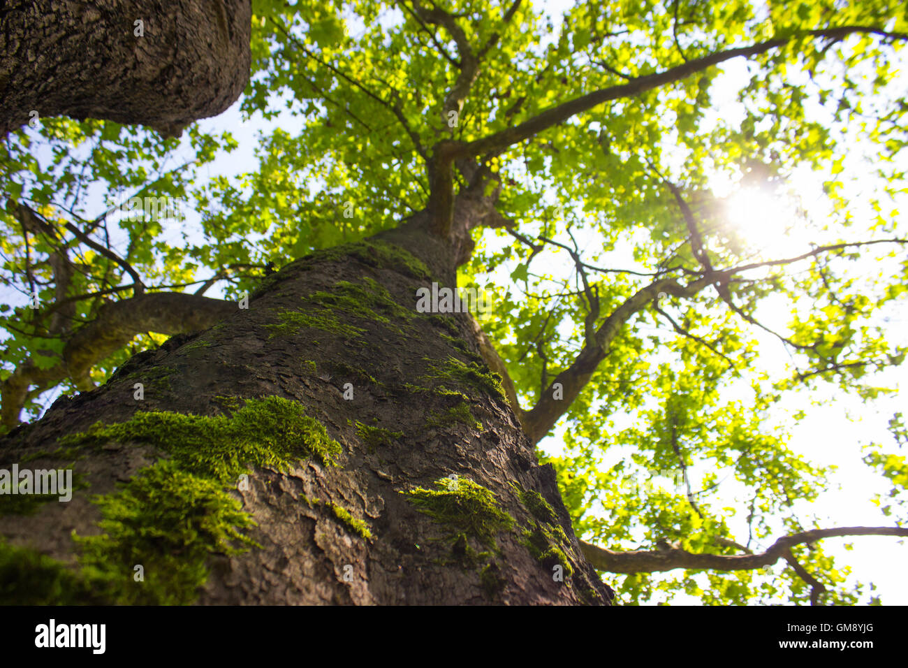 Vue sur la cime des arbres Banque de photographies et d’images à haute ...