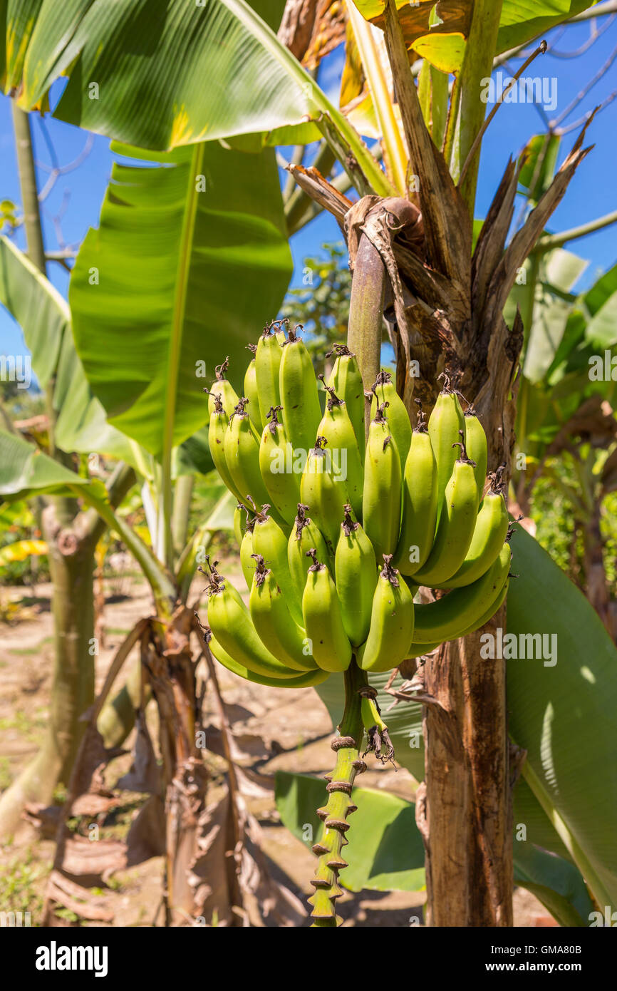 CABARETE, RÉPUBLIQUE DOMINICAINE - Régime de bananes qui poussent sur ...
