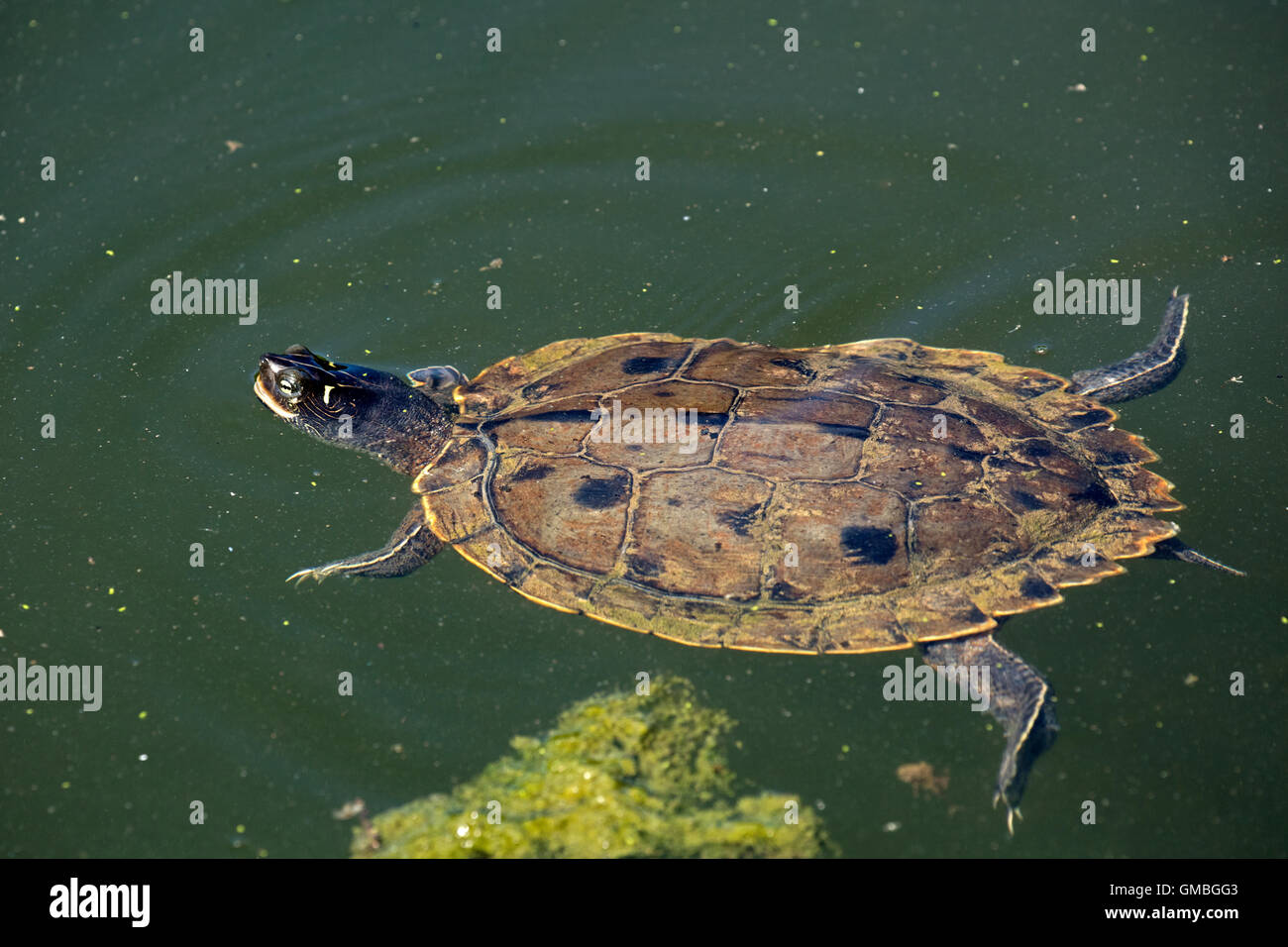 Carte du lac des tortues Banque de photographies et d’images à haute ...