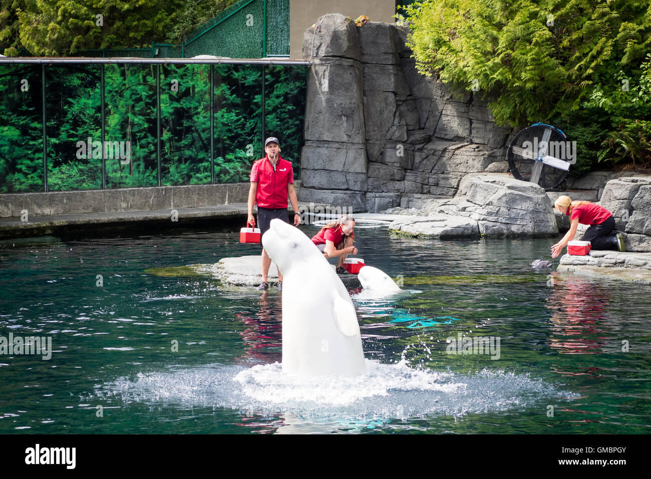 Vancouver aquarium belugas Banque de photographies et d’images à haute ...