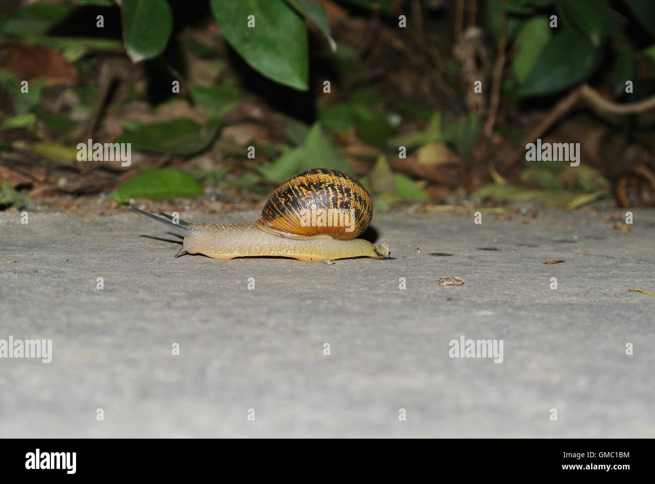 Snail trace Banque de photographies et d’images à haute résolution - Alamy
