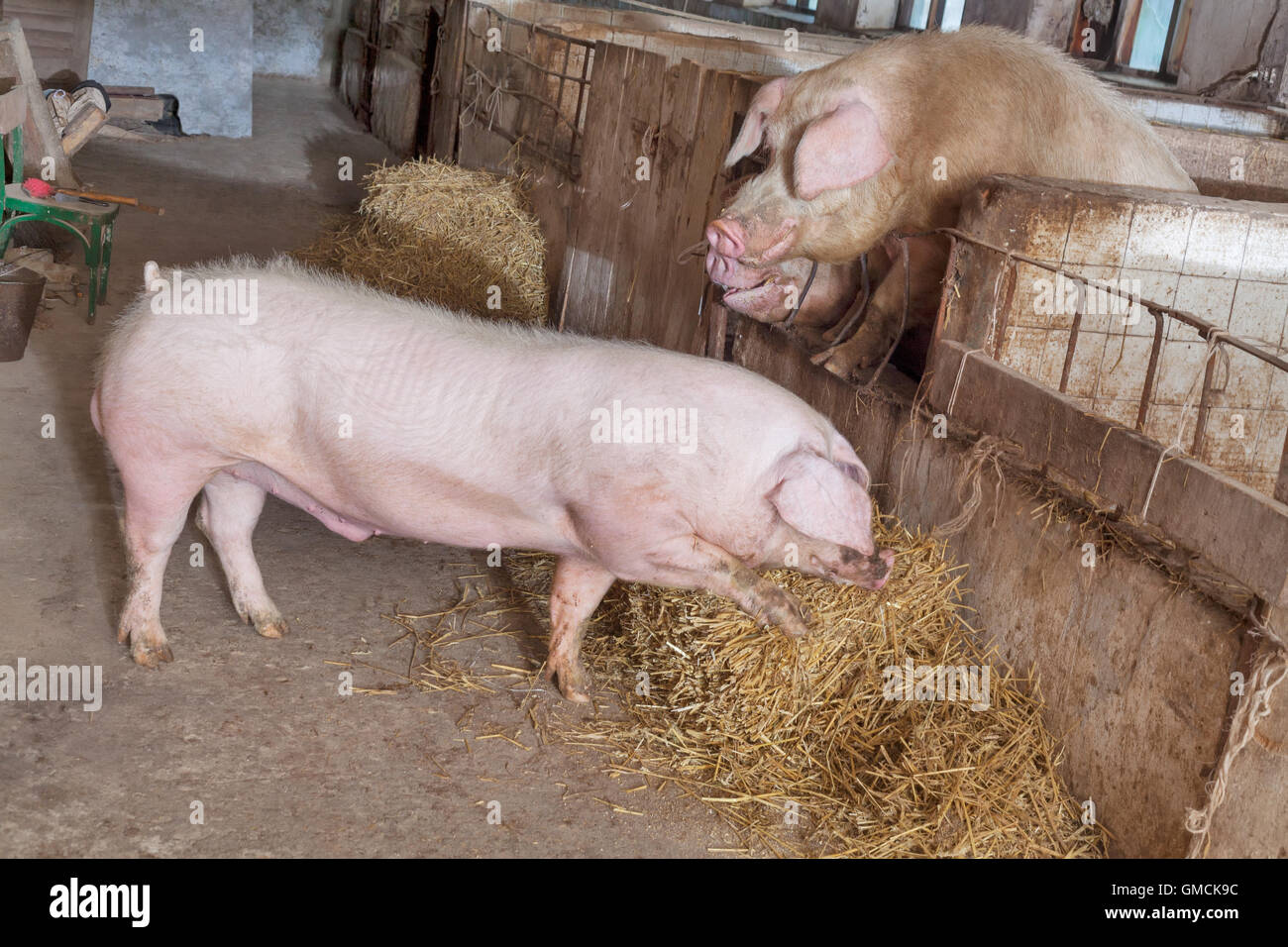 Verrat landrace Banque de photographies et d’images à haute résolution ...