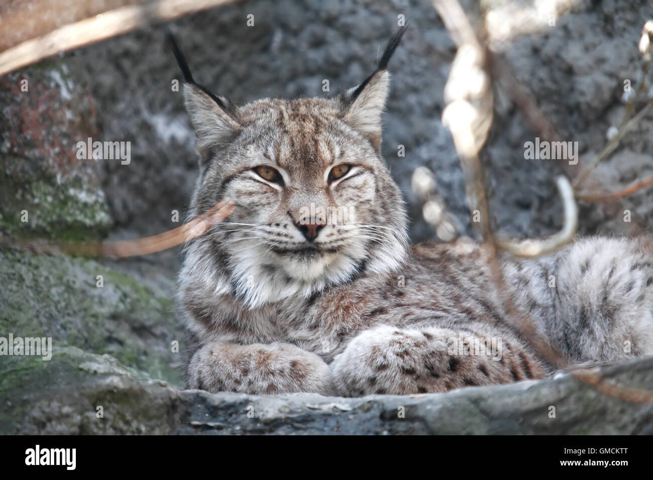 Portrait de lynx roux Banque de photographies et d’images à haute ...