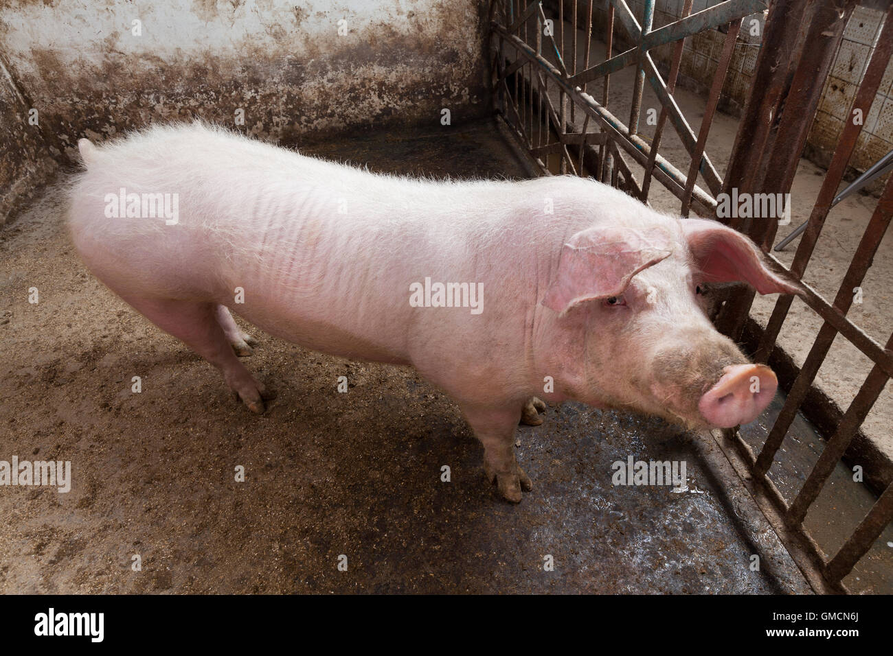 Verrat landrace Banque de photographies et d’images à haute résolution ...