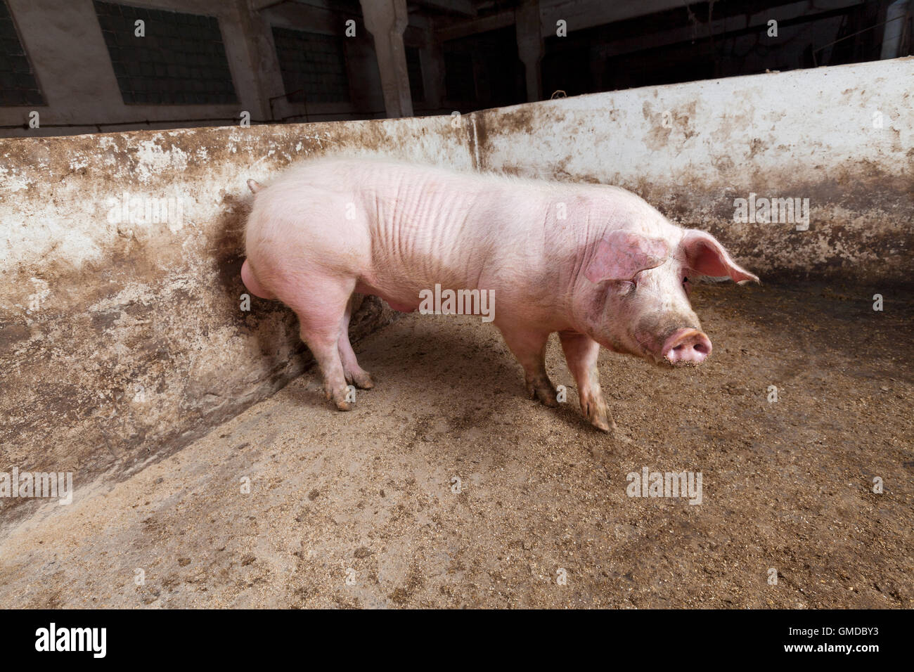 Verrat landrace Banque de photographies et d’images à haute résolution ...