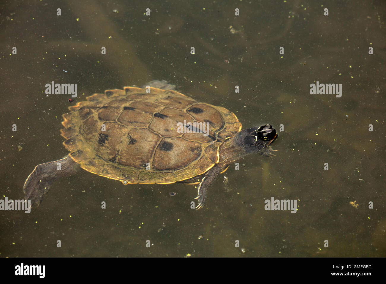 Carte du lac shell Banque de photographies et d’images à haute ...
