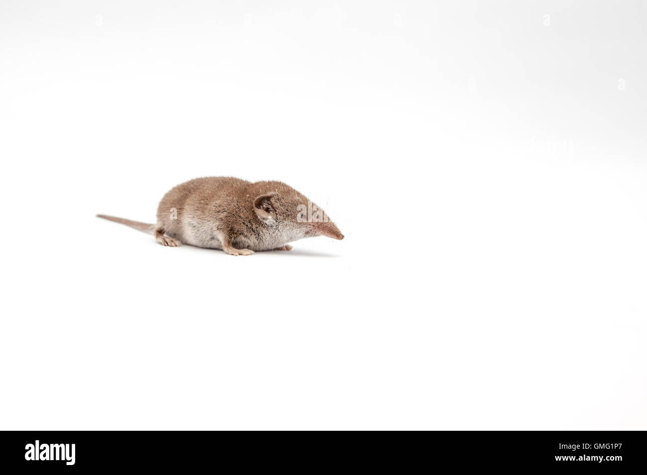 Musaraigne de l'éléphant Banque de photographies et d’images à haute ...