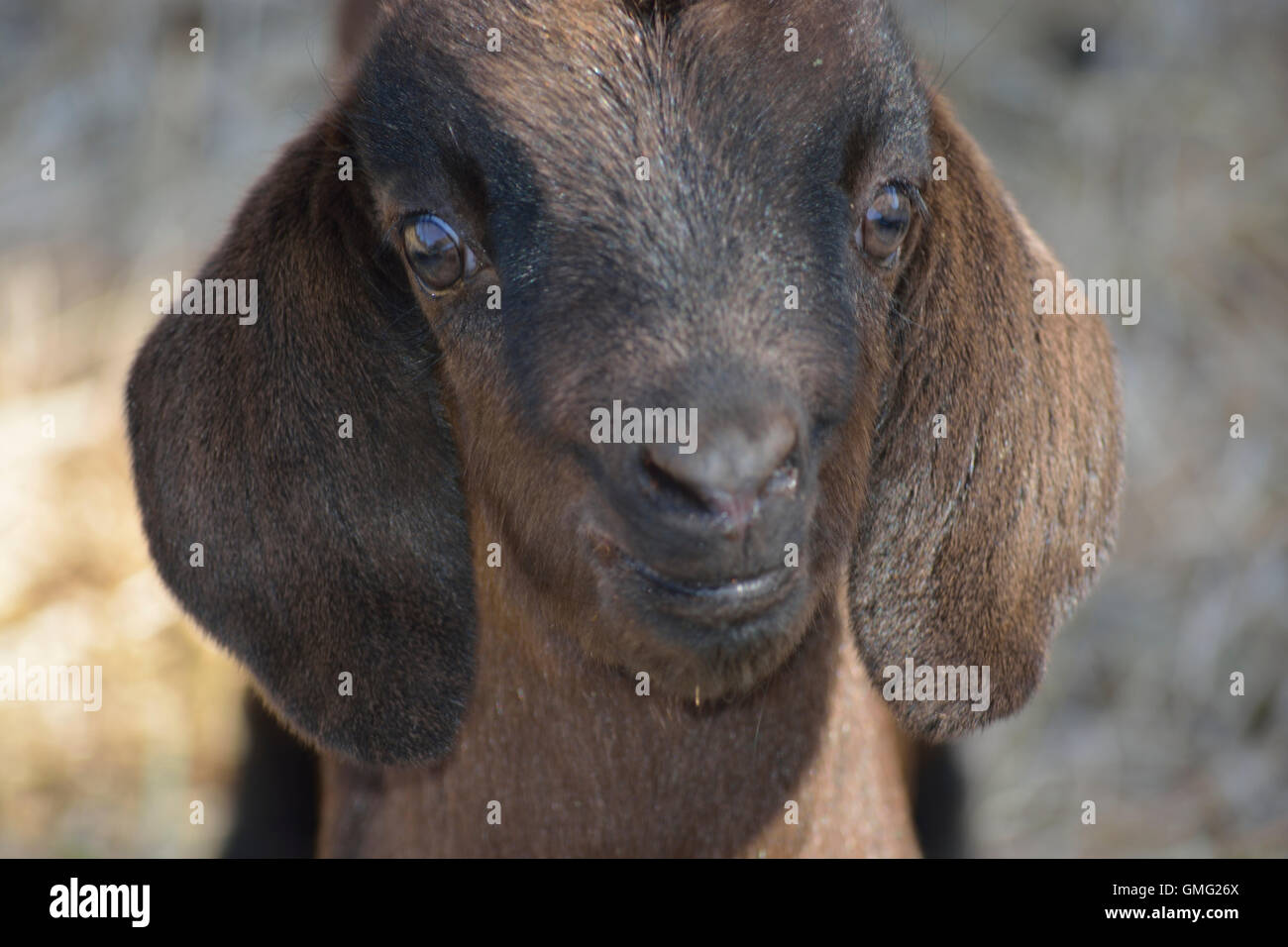 Bébé chèvre Banque de photographies et d’images à haute résolution - Alamy